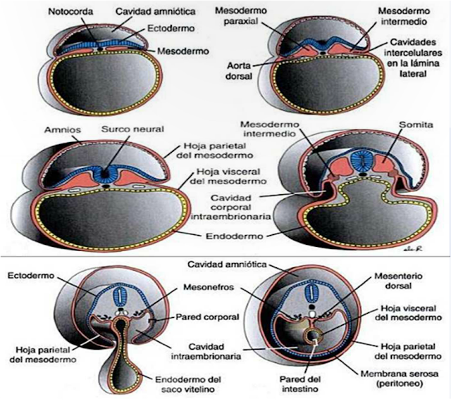 Morfo Estomatognático I