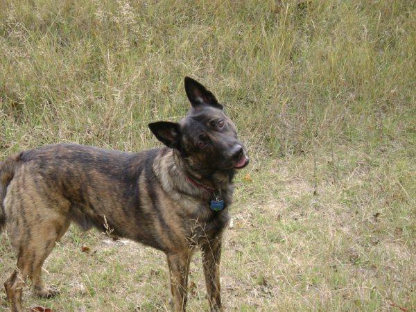 Dutch Shepherd German Shepherd Mix | Dog German Shepherds