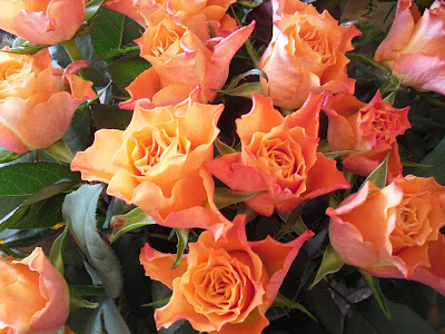 Flowers in Bloom: Day 30 - 'Mariyo' Rose