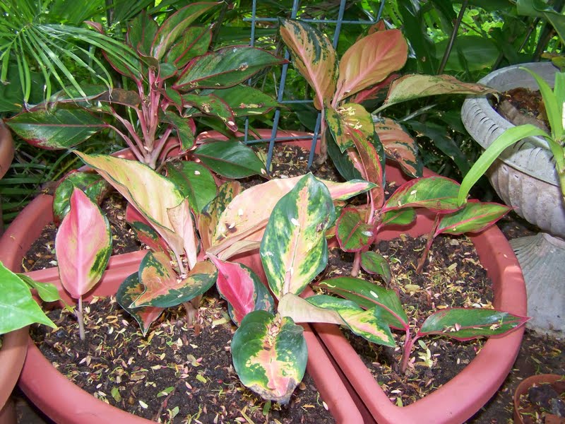 my rustic bajan garden: Tutti frutti and veggie planters
