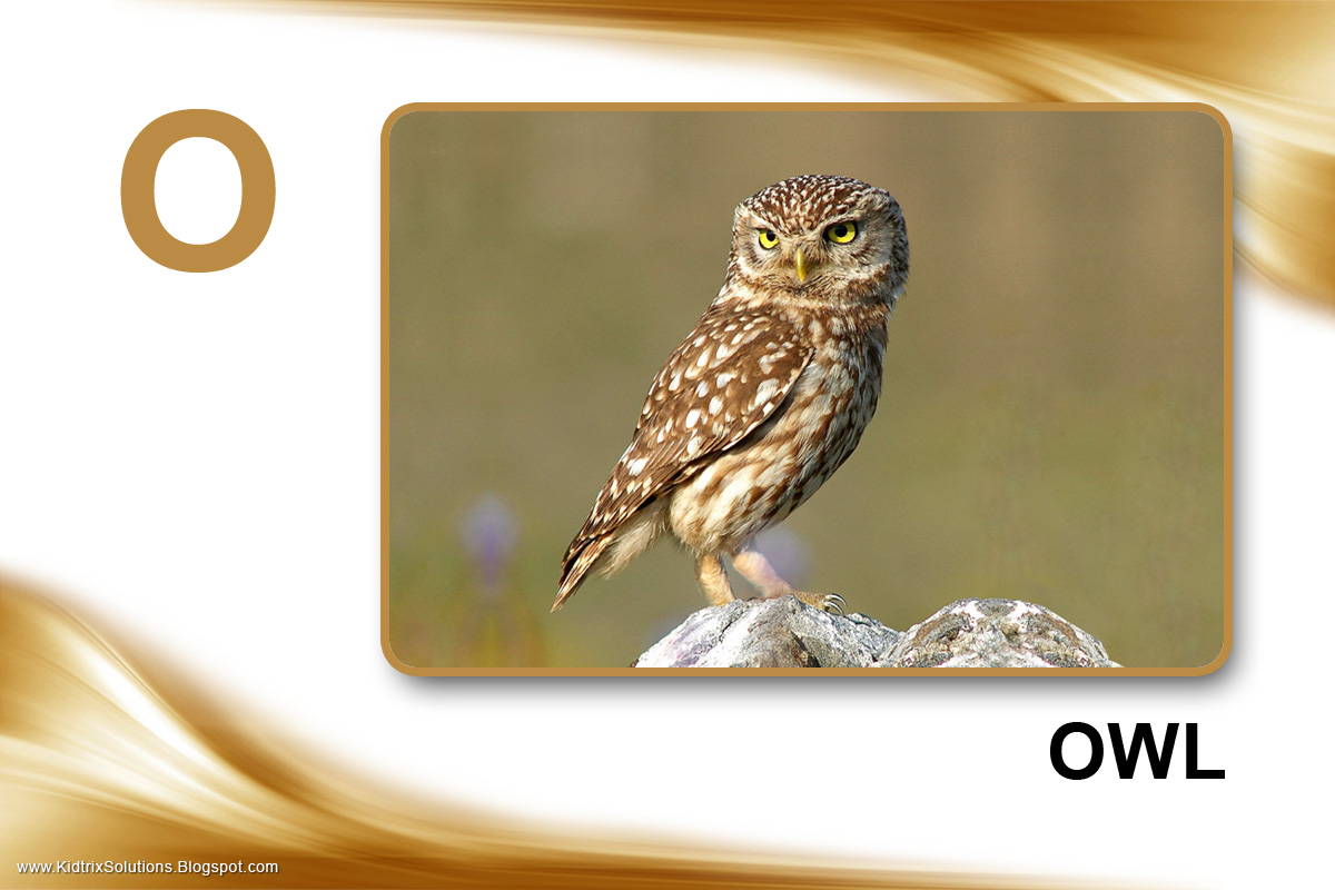 Kidtrix: Birds - ABC