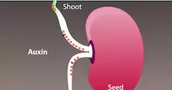 Pengertian, Fungsi, dan Cara Kerja Hormon Auksin - Biologizone