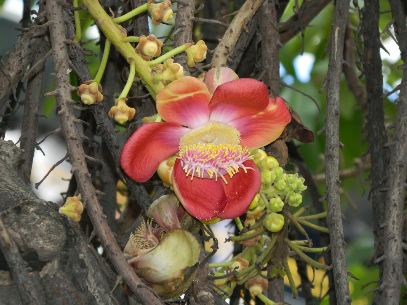 Petals,German black bees and butter fly. | Kiransa photography