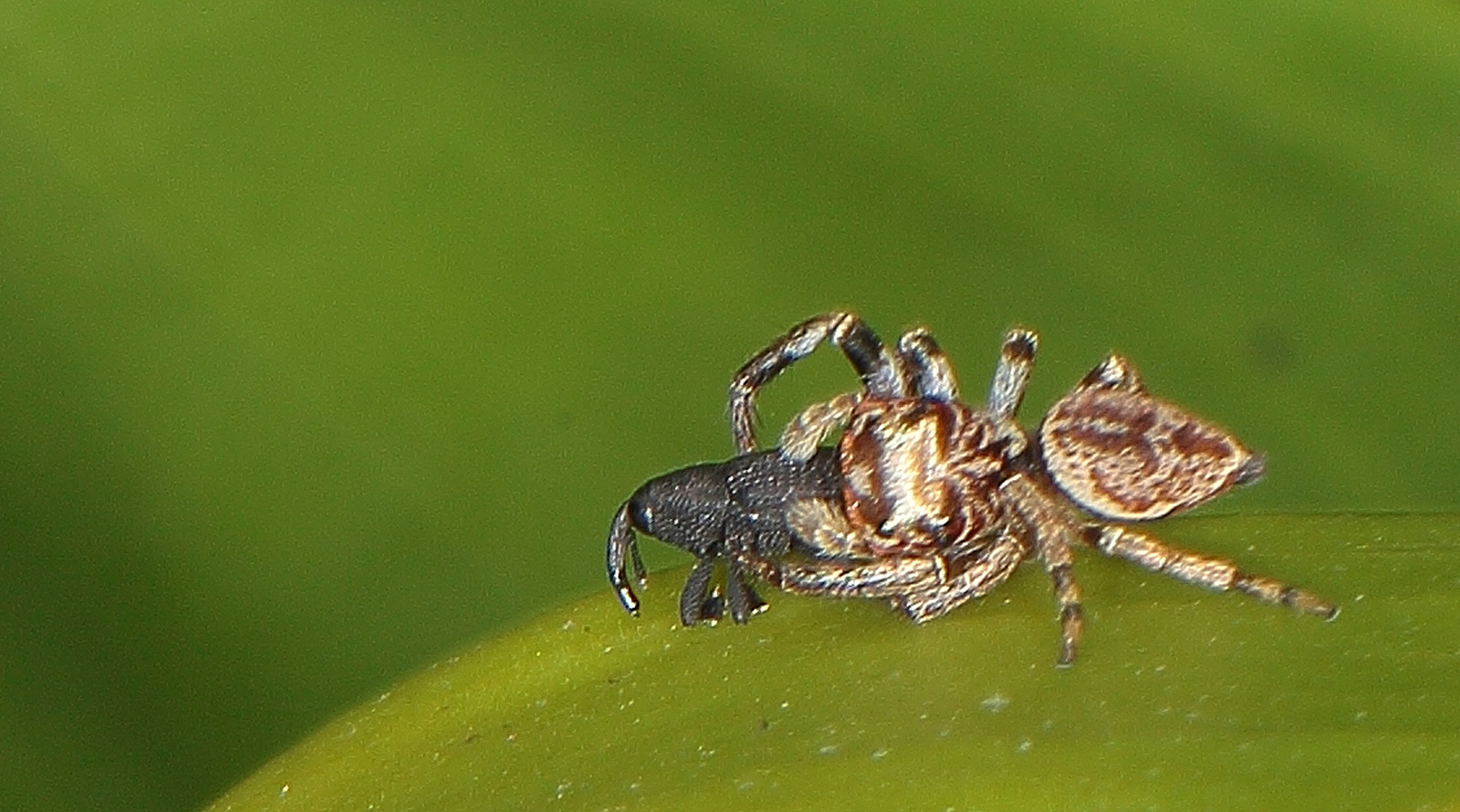 BunyipCo: Orchid Foes--and Friends (a follow-up)