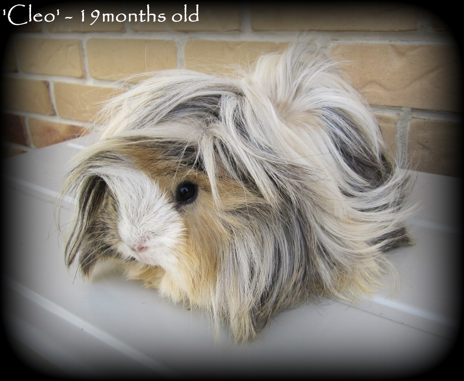 All Things Guinea Pig: 2013 Nursery