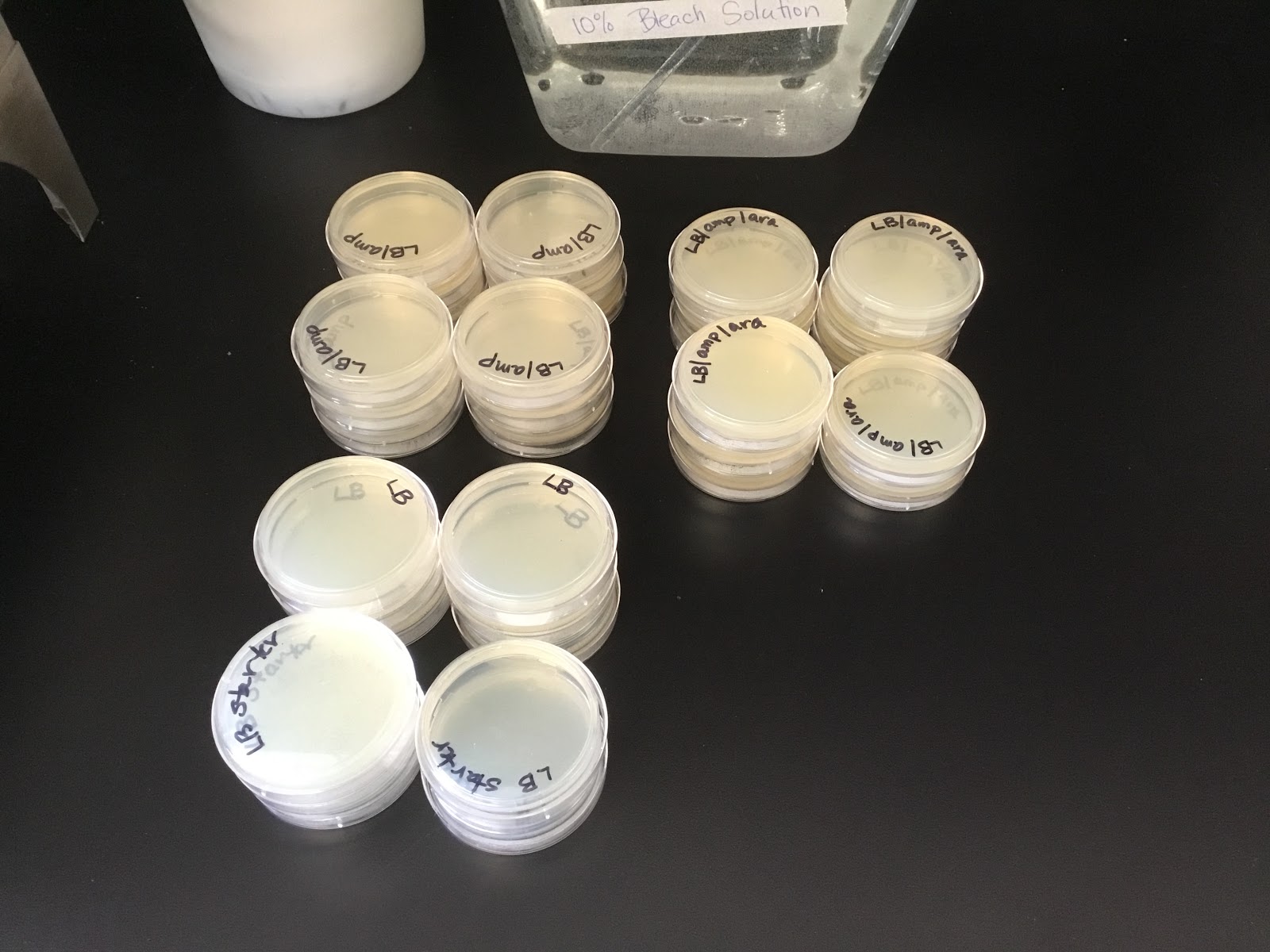 Biology by the Math Mom: Our Best Bacterial Transformation Lab Yet