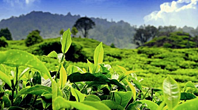 Pembibitan Tanaman Teh Dalam Polybag
