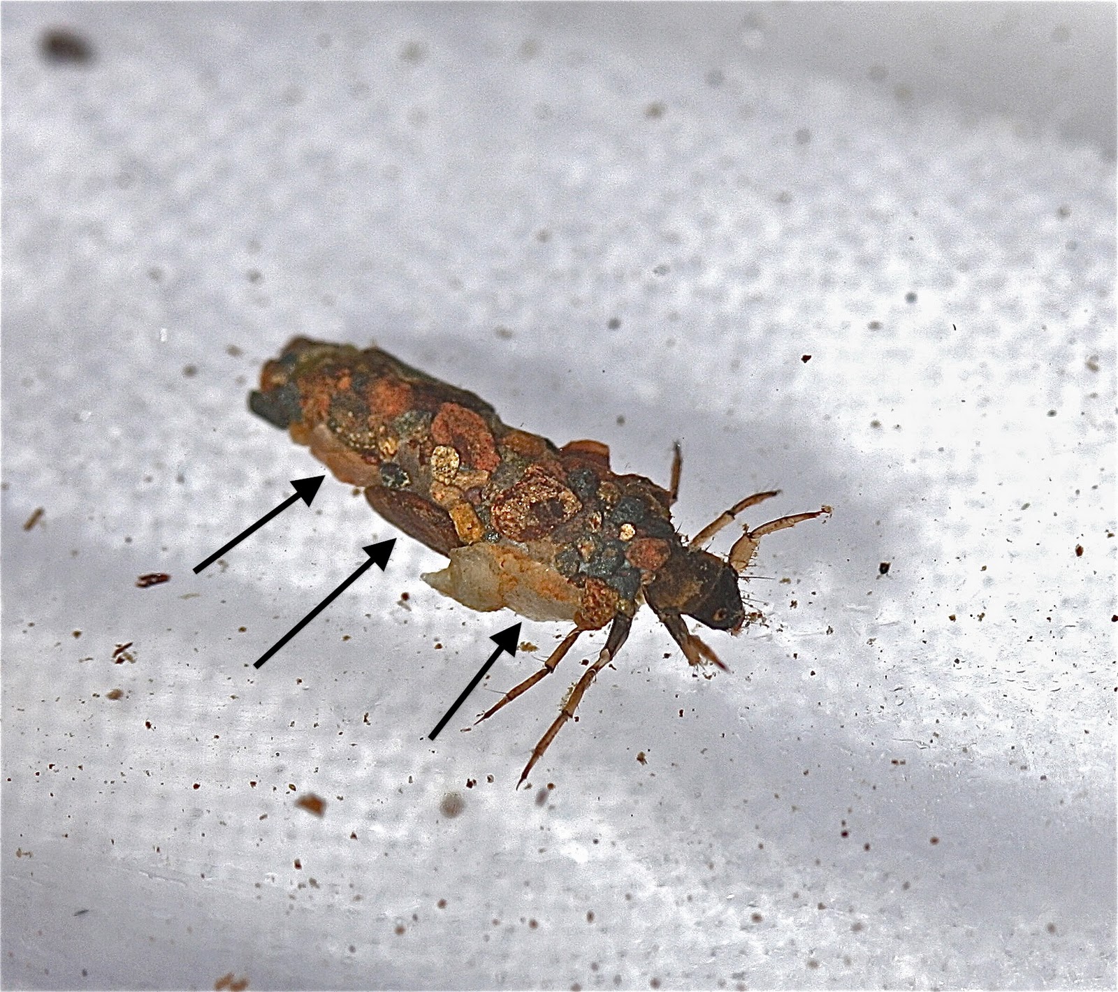 Aquatic Insects of Central Virginia: The "Case-makers": An Annual Wrap-up