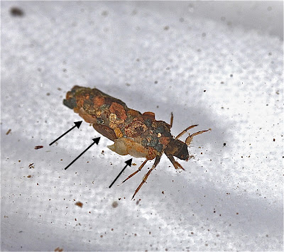 Aquatic Insects of Central Virginia: The "Case-makers": An Annual Wrap-up