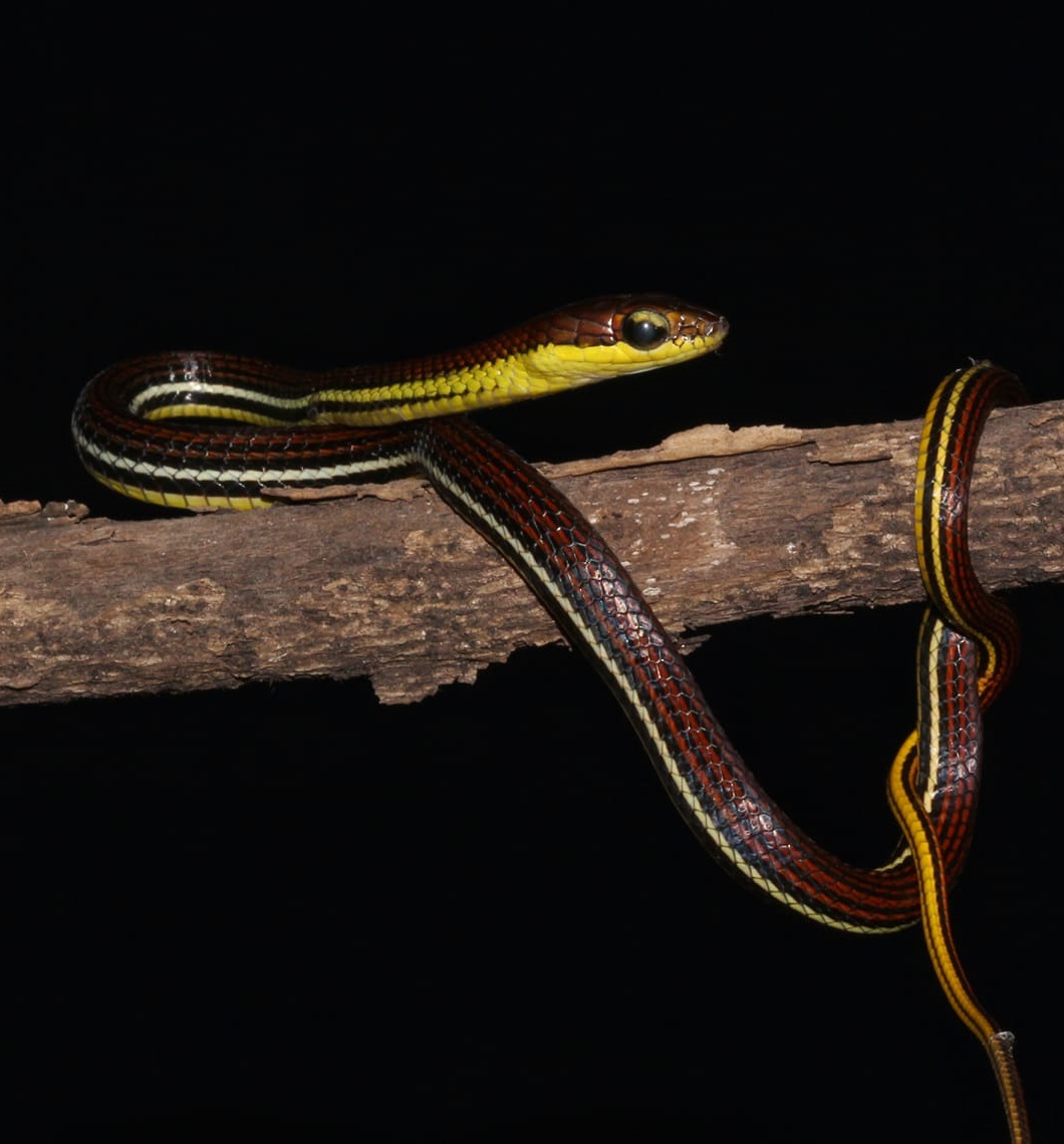 Species New to Science: [Herpetology • 2019] Might Dendrelaphis ...