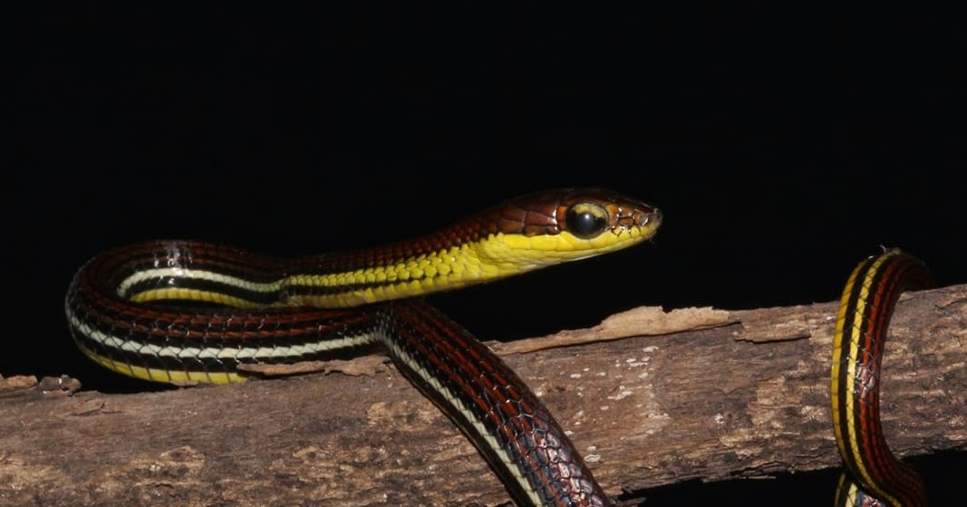 Species New to Science: [Herpetology • 2019] Might Dendrelaphis ...
