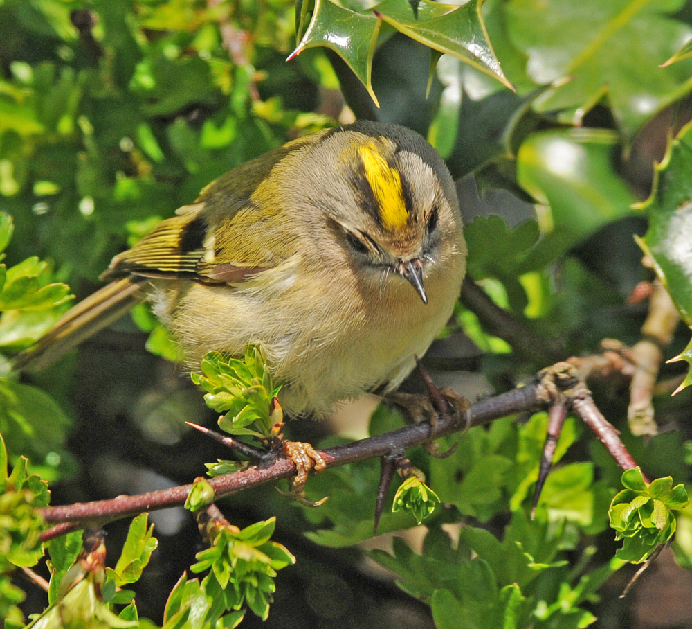 Brian Rafferty...Wildlife Photographer: Golden Crested Wren