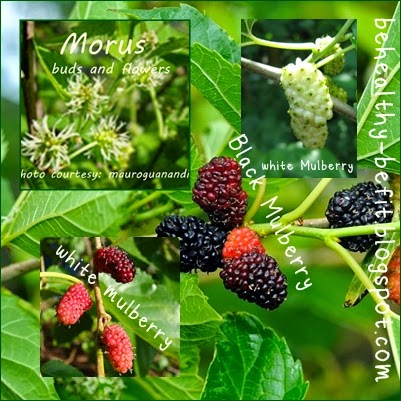 Be Healthy Be Fit: 10 Manfaat Arbei/Murbei (Mulberry) Untuk Kesehatan
