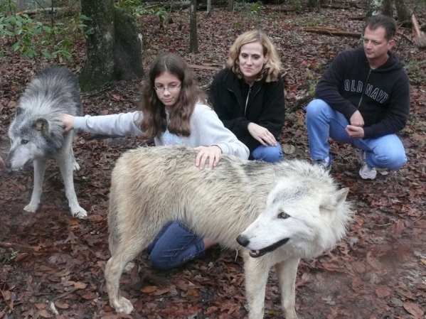 White Wolf : Awesome Pictures of Wolf Human Interaction at Seacrest ...