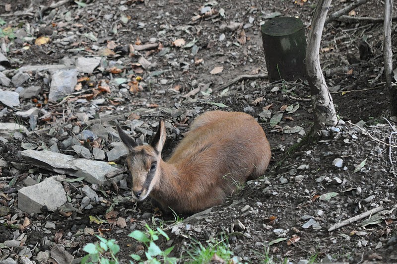 ZOOTOGRAFIANDO (5.836 ANIMALS): REBECO PIRENAICO O SARRIO / PYRENEAN ...