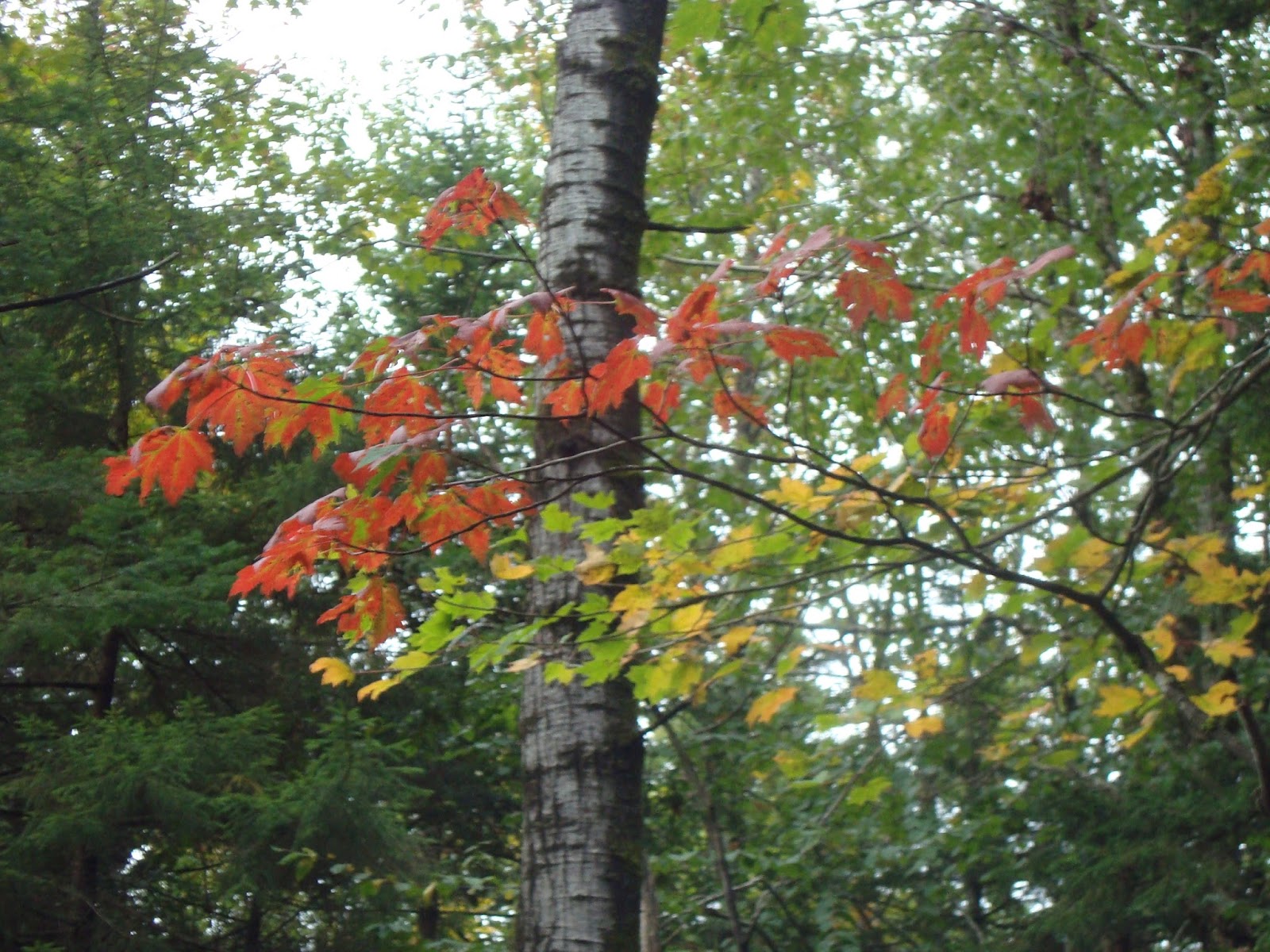 The Adventurous Life: Bayley-Hazen Military Road Ride (BHMR2)