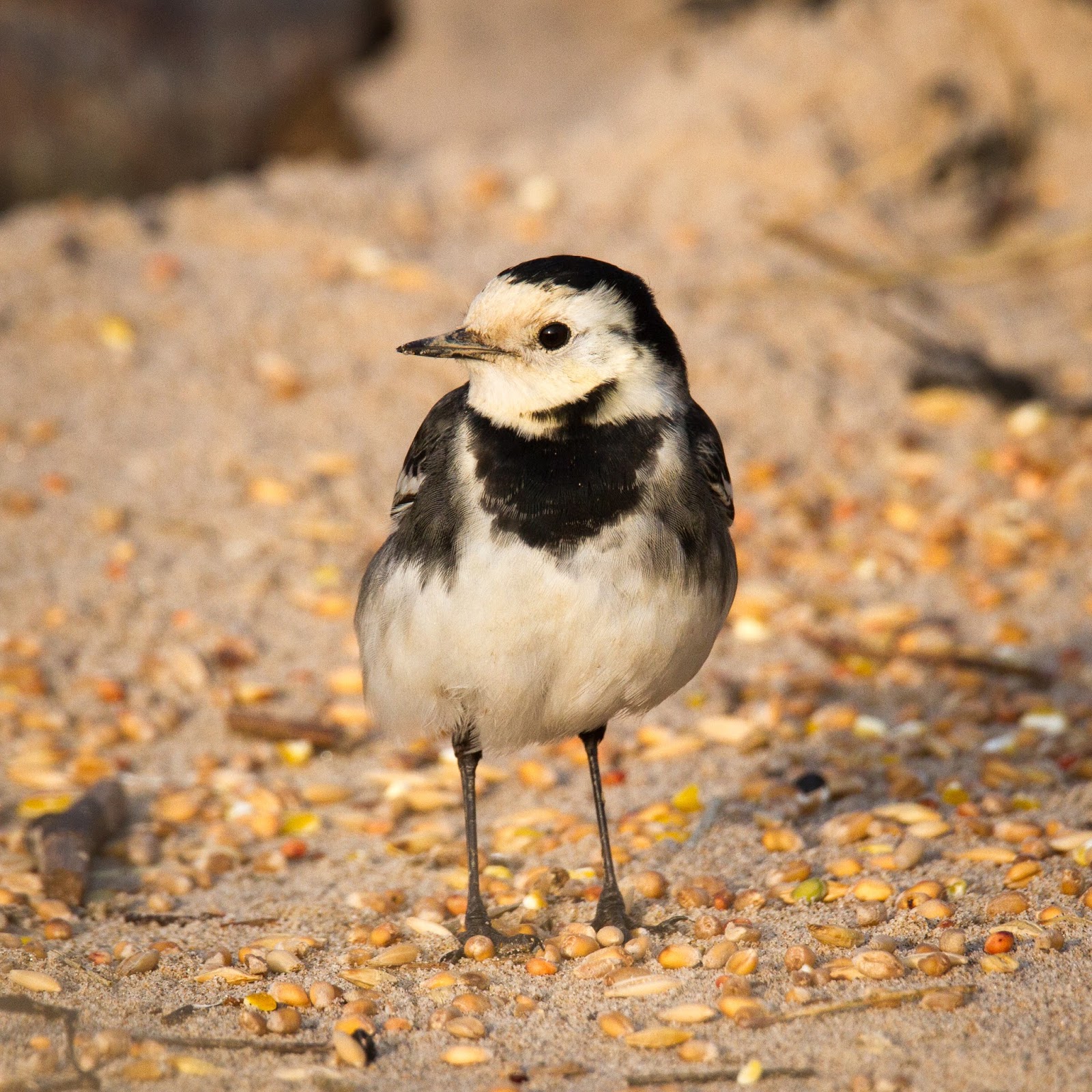 TrogTrogBlog: Friendly wagtails
