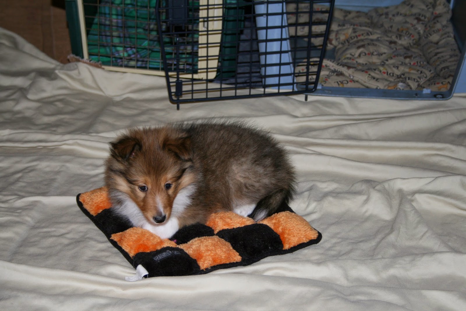 Hyper Hounds Shelties