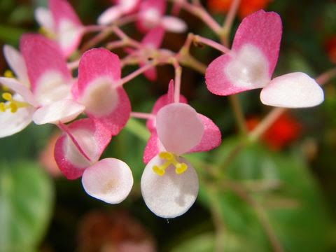 Всё о бегониях и не только...: Begonia 'Foxy Lady', Begonia 'Freddie ...