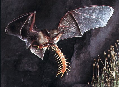WHICH PLANTS CAN ATTRACT BATS INTO THE GARDEN |The Garden of Eaden
