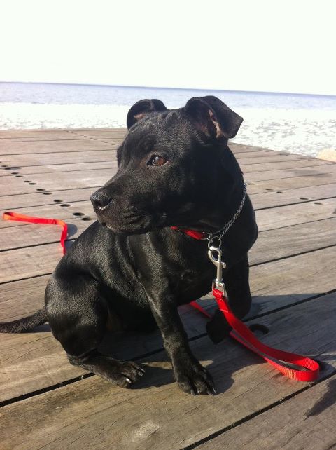 Igor Ardoris Blogg: Varför inte en Staffe?