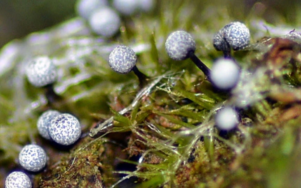 Myxomycetes of Greece