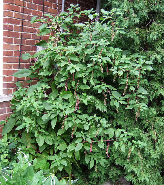 Fruit Seeds of Southern Michigan: Phytolacca americana - American Pokeweed