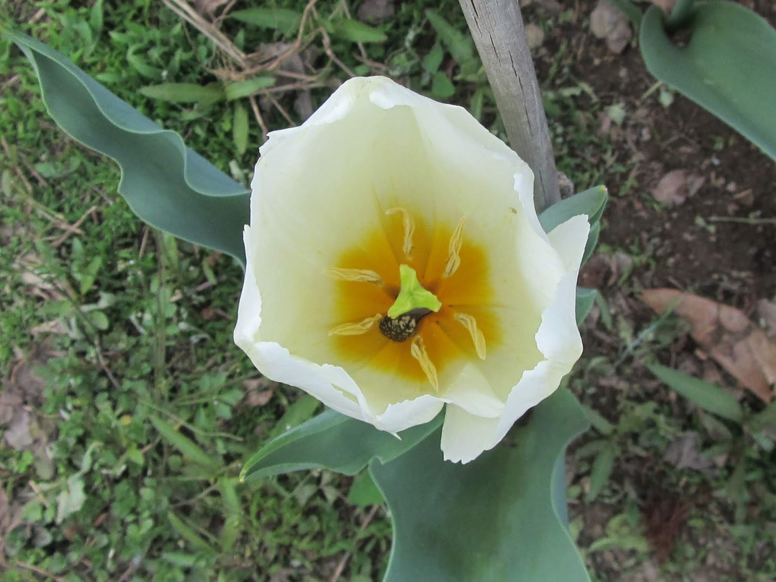 Quando Piantare i Tulipani ? - Coltivazione e Cure | Il Gusto Della Natura