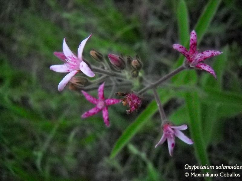 Argentina nativa: Plumerillo negro (Oxypetalum solanoides)