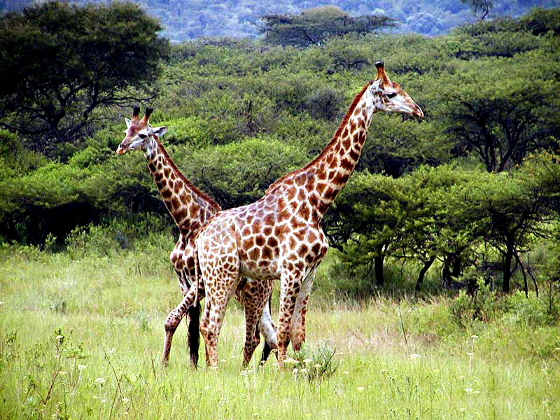 Animals Wallpapers: Zarafa Cute Wallpapers