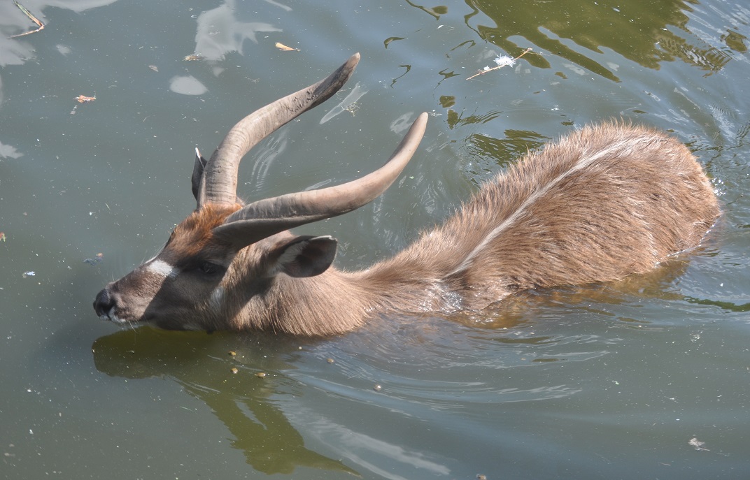 ZOOTOGRAFIANDO (6.096 ANIMALS): SITATUNGA / SITATUNGA (Tragelaphus spekii)