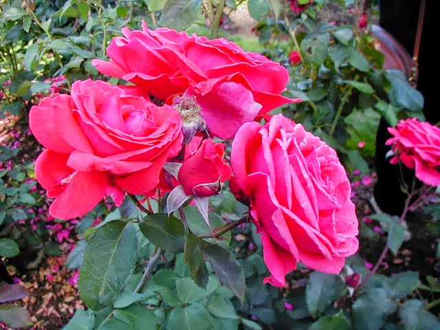 Bunga Mawar ~ Ragam Tanaman Hias