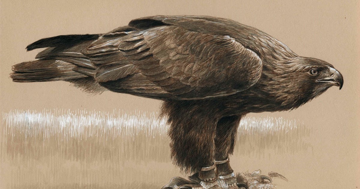 Golden eagle study