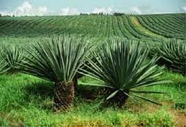 Kenyan Sisal Fiber, Sisal Fiber Exporter, Suppliers and Manufacturers ...