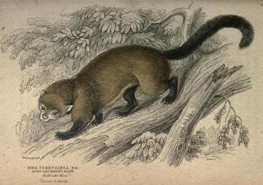 HISTORIAS ZOOLOGICAS: EL HURON MAYOR, IRARÁ o EIRA (Eira barbara ...