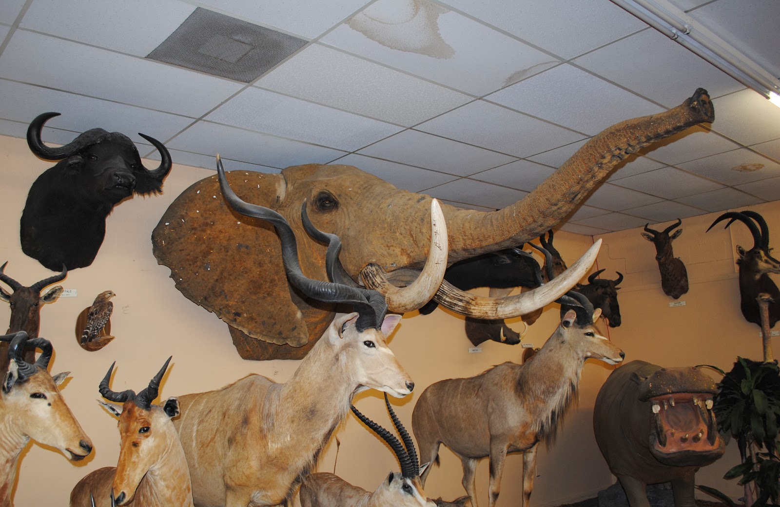 The Carpetbagger: The Shell Factory