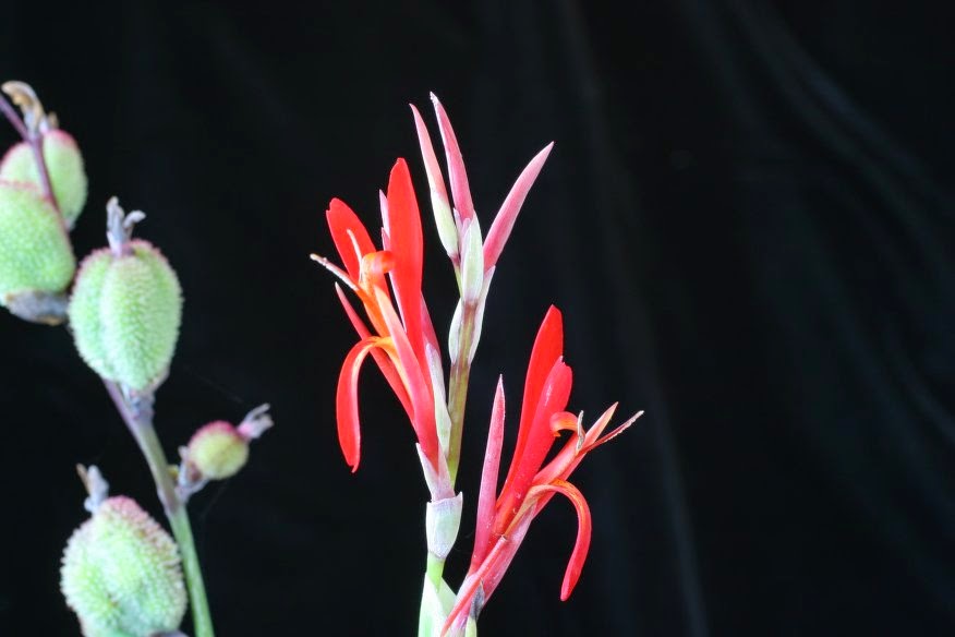 Flora de Puerto Rico Ilustrada Papo Vives: CANNACEAE CANNA INDICA(C ...