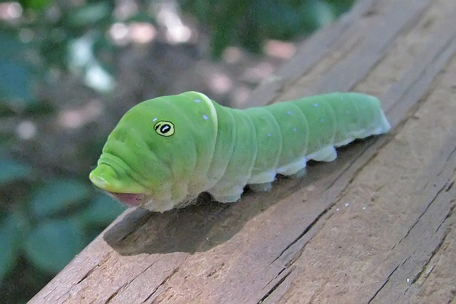 10 Beautiful Butterflies and Their Ugly Duckling Caterpillars | The Ark ...