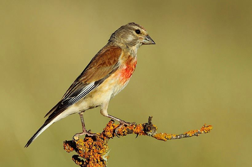 Pajaros Mundiales: Pardillo Común