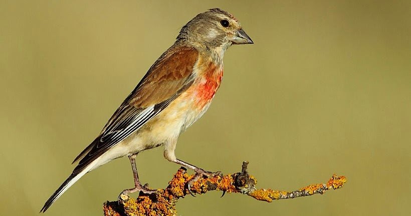 Pajaros Mundiales: Pardillo Común