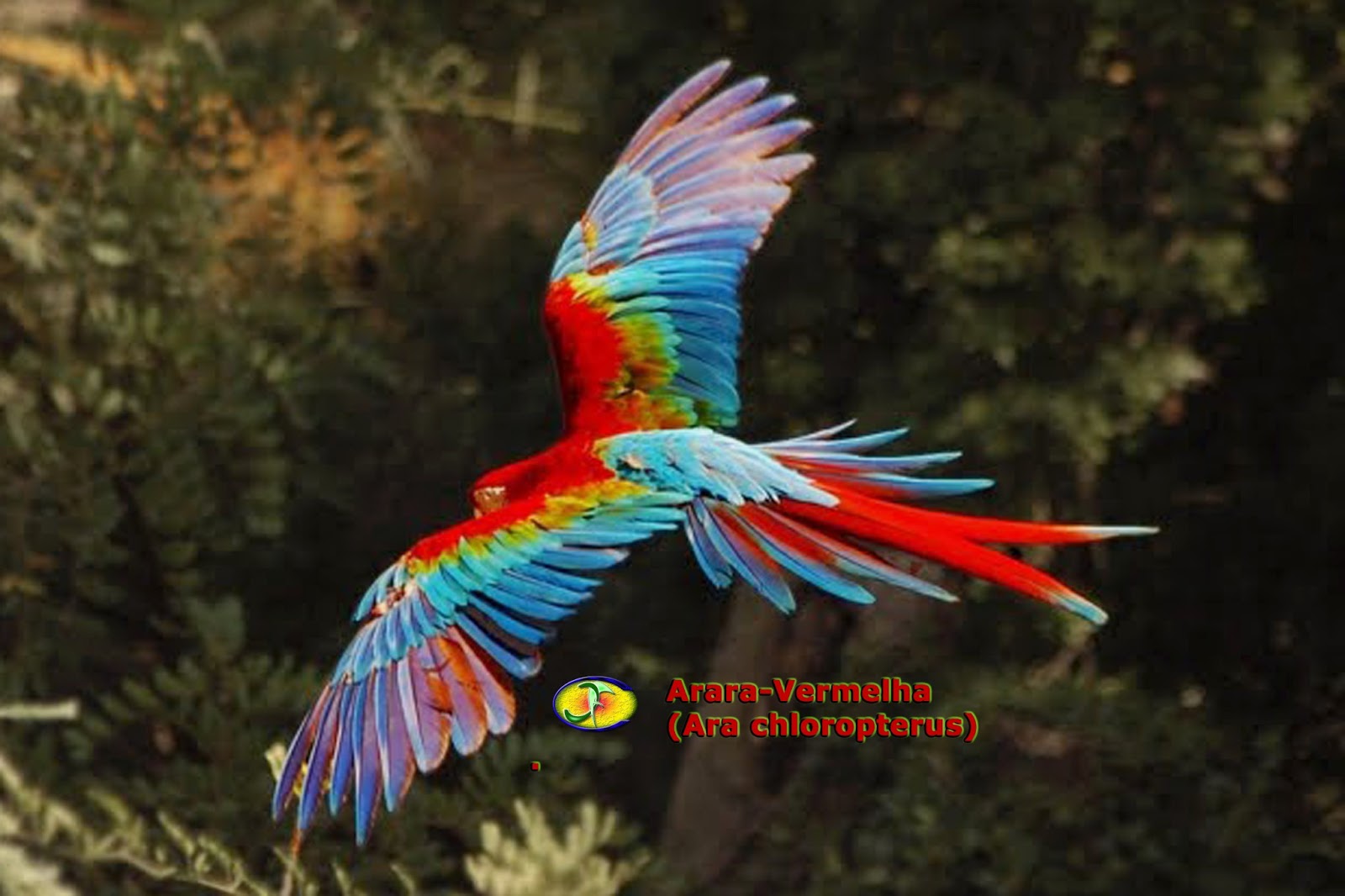 ORNITOLOGIA: Arara-vermelha (Ara chloropterus)