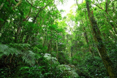 Verde foresta: Step 01 - Conoscere il significato del colore