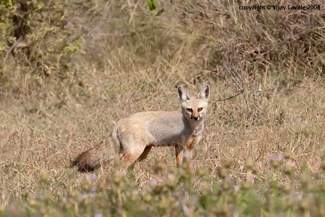 Journey of Joy: Basur and Muthodi, Chickamagalur – December 2008