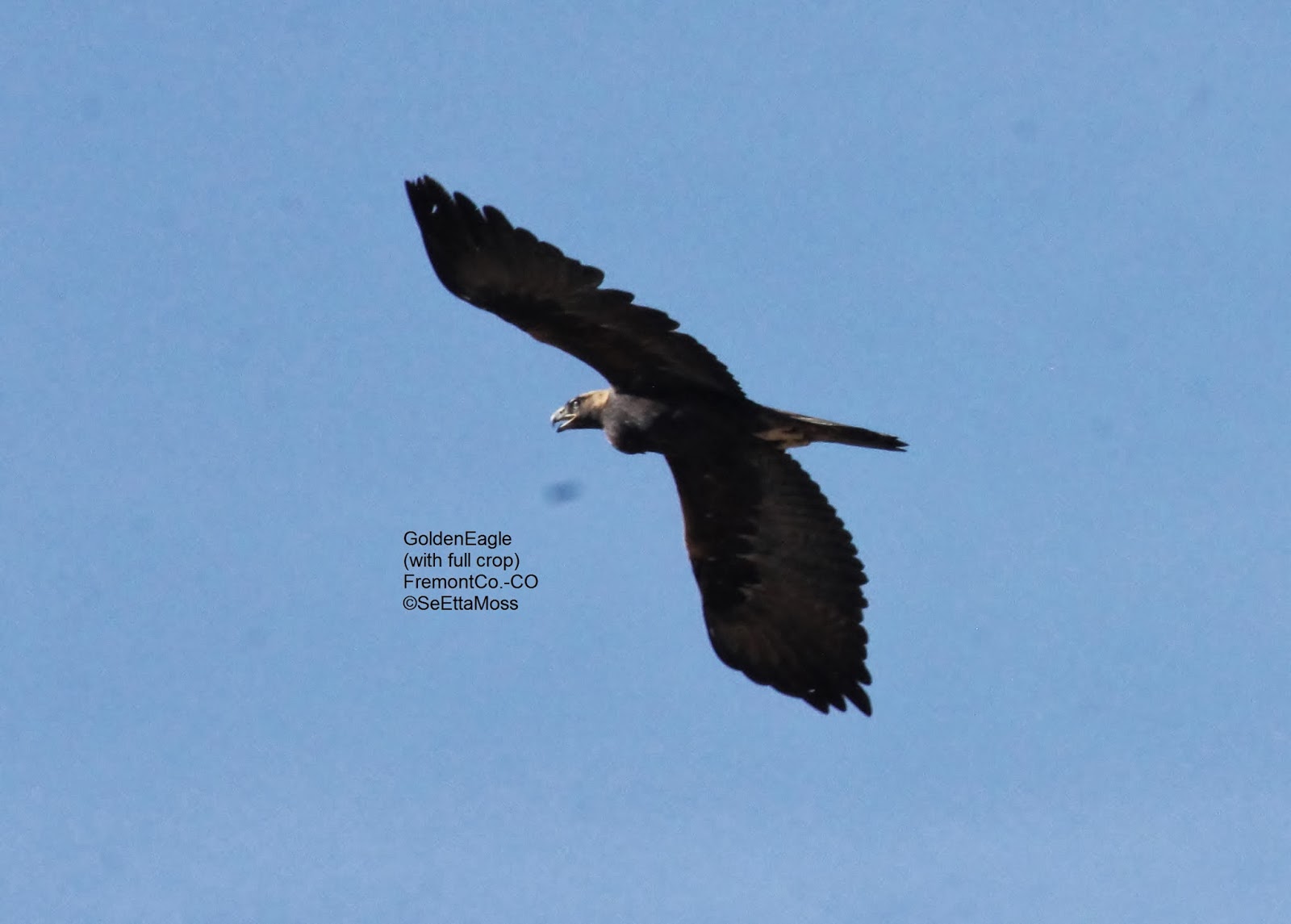 Golden Eagle with very full 'crop'