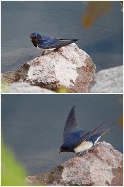 Perjantain lintukuvat