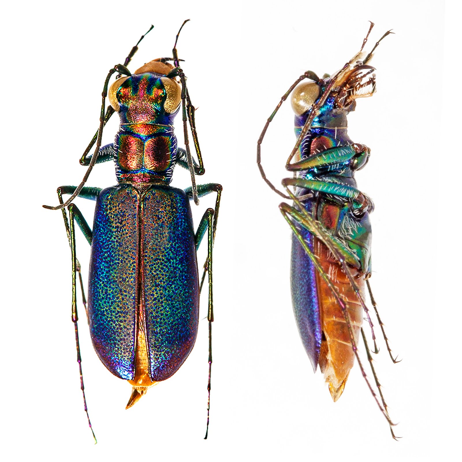 Species New to Science: [Entomology • 2020] Cicindelidia cyanipleura ...