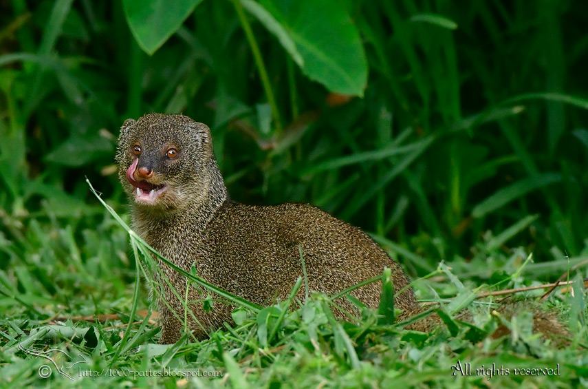 WILDLIFE GATEWAY: Weekend à Maurice - J3