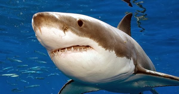 SeA : Hiu Putih (Carcharodon Carcharias)