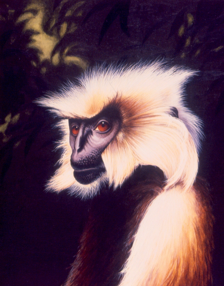 Drawings & Scientific Illustration of Nature, by Marcos Oliveira: May 2012