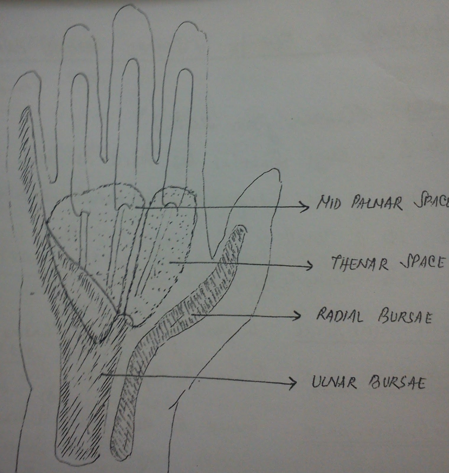 ANATOMY OF BURSAE AND SPACES IN HAND | bijopaul